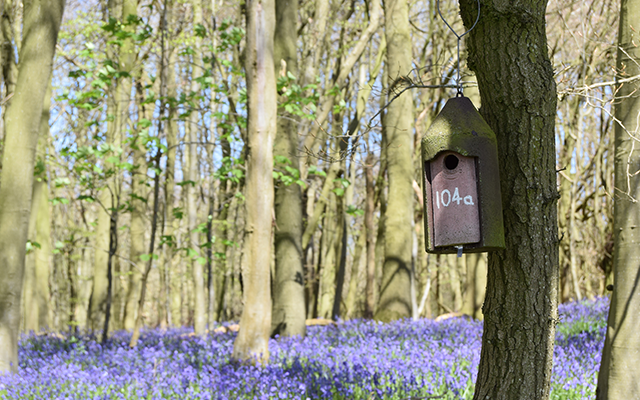 Visit us | Wytham Woods