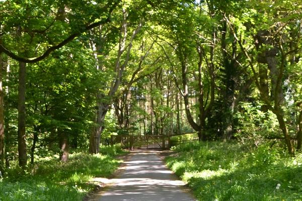 Home | Wytham Woods