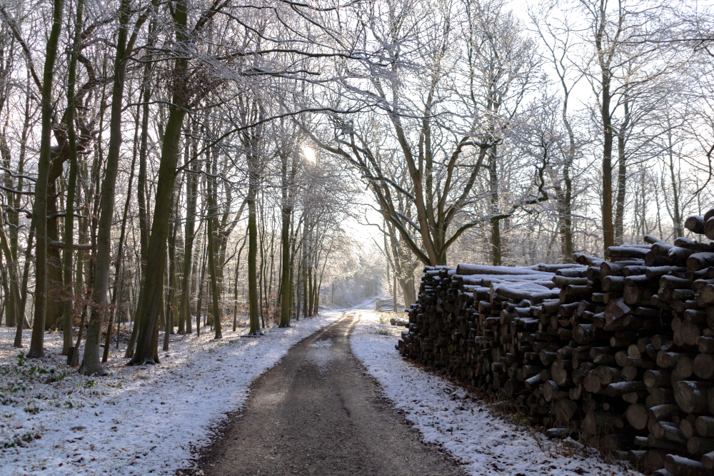 Wytham Woods featured in Spectator Christmas Story | Wytham Woods