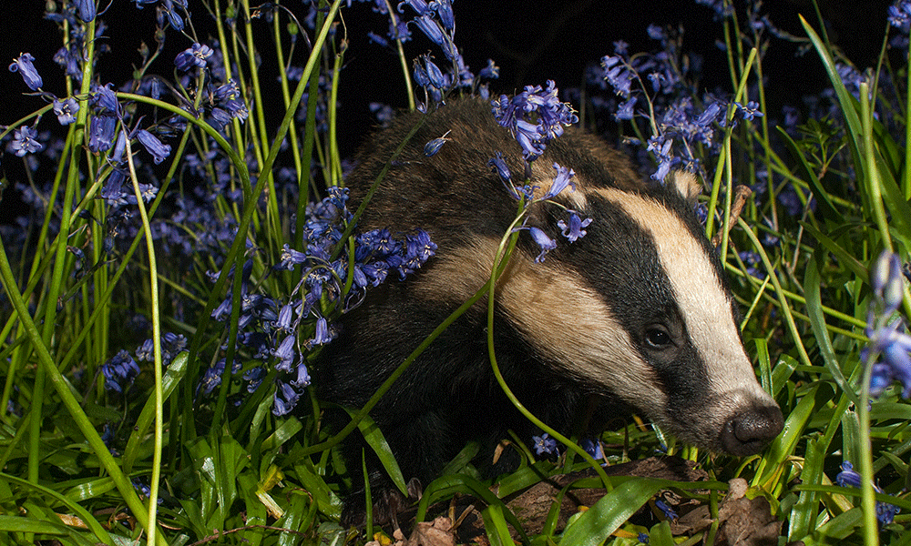 Badger Watching 2 May 2023 | Wytham Woods