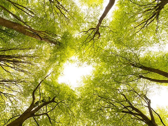 Wytham Woods documentary scoops national award | Wytham Woods
